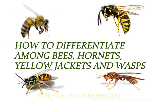 How To Differentiate Among Bees Hornets Yellow Jackets And Wasps How To Differentiate Among Bees Hornets Yellow Jackets And Wasps