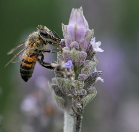 How Many Legs and Wings Does a Bee Have