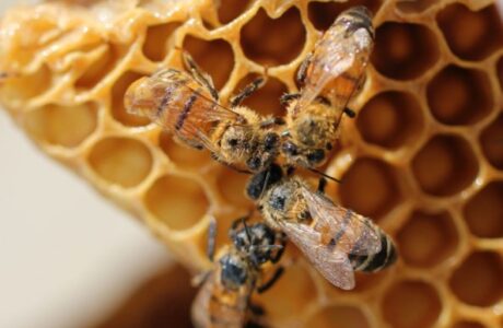 What is Beeswax and How Do Bees Make it