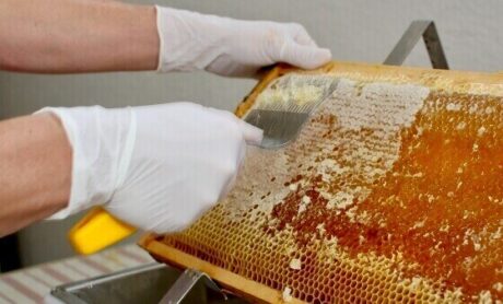 How to extract honey from comb with and without an extractor