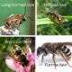 Different Bee Genera Names, Species, and Families of Bees: An introduction