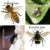 Different Bee Genera Names, Species, and Families of Bees: An introduction