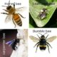 Different Bee Genera Names, Species, and Families of Bees: An introduction