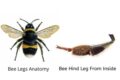 Bee Anatomy - Study of Honeybee Body Parts