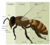 Bee Anatomy - Study of Honeybee Body Parts